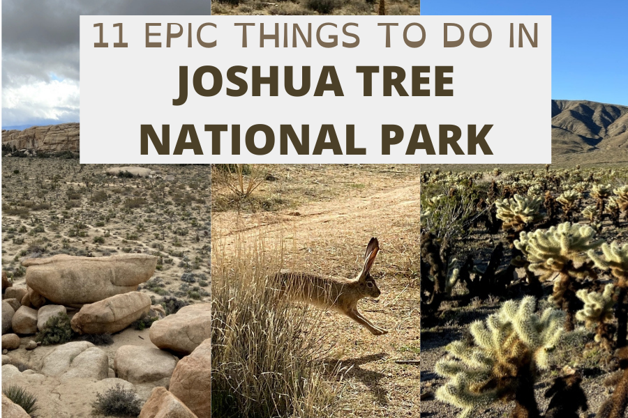 11 Best Things to Do in Joshua Tree National Park in 2025 - On The Go Fam