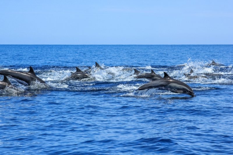 31 Amazing Things to Do On Anna Maria Island: Best Florida Destination ...